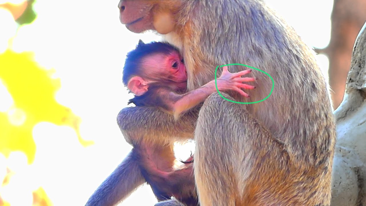 Just born one day, new baby monkey struggling to get milk while young small monkey mom is ...