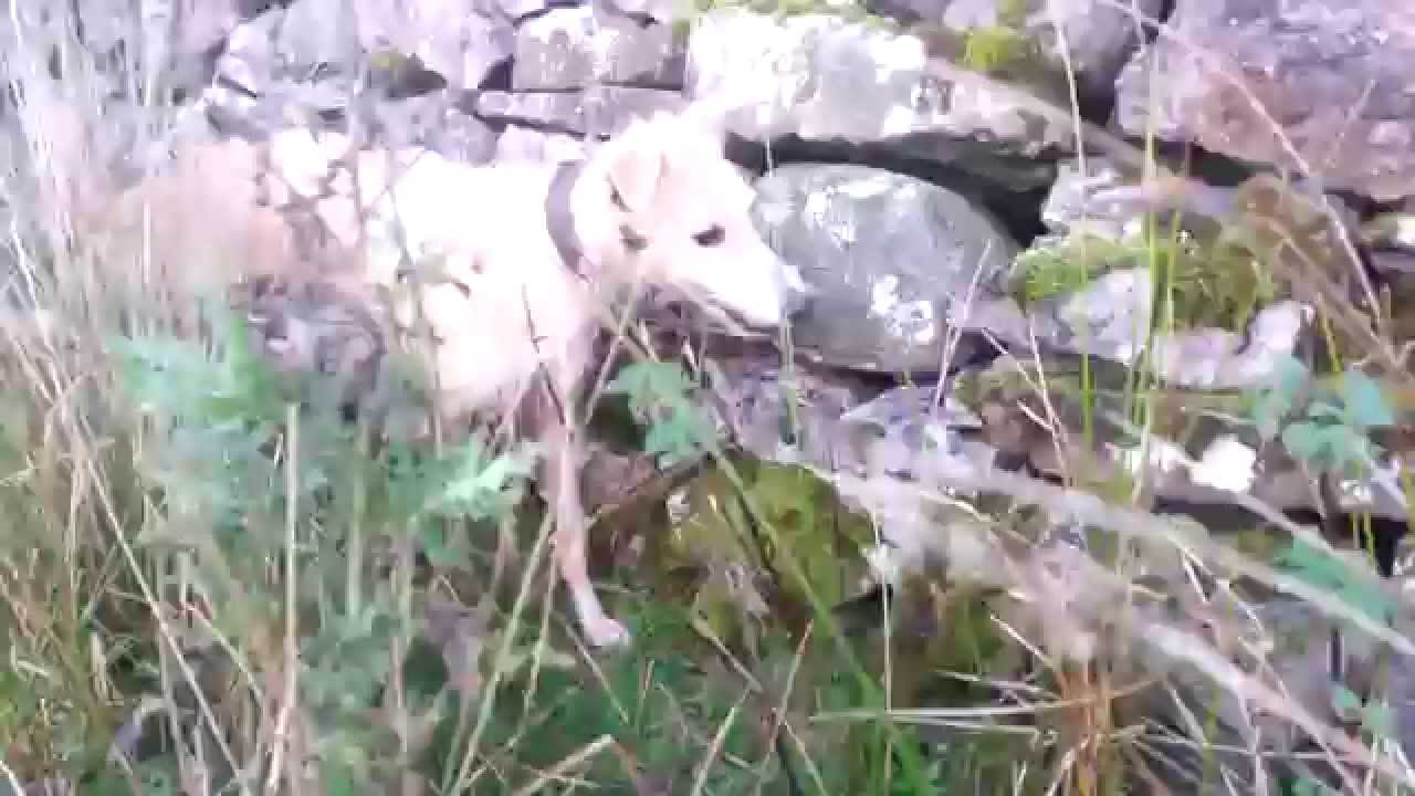 lurchers Hunting with me dogs - YouTube