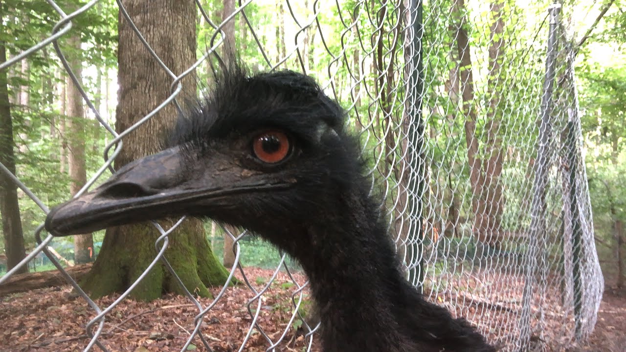 Visiting Sam the #emu - YouTube