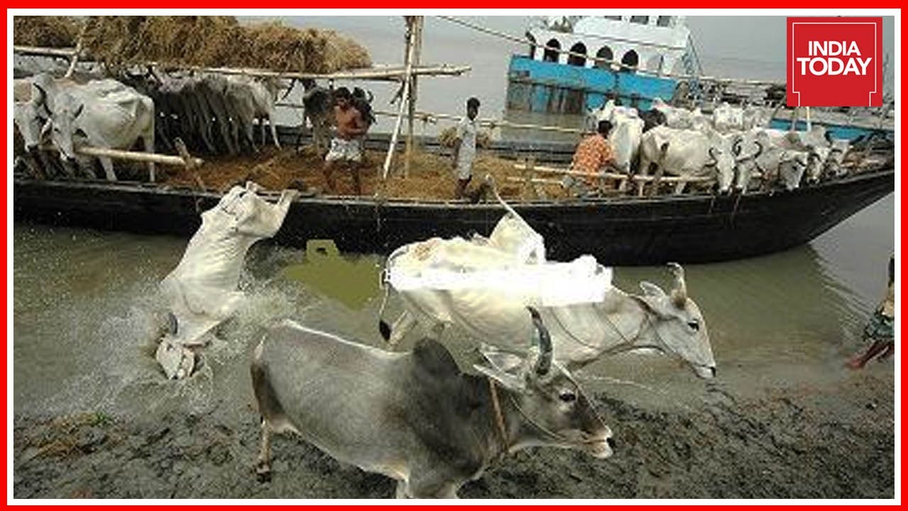 Cow Smuggling Rampant From Assam's Dhubri To Bangladesh Via Brahmaputra ...