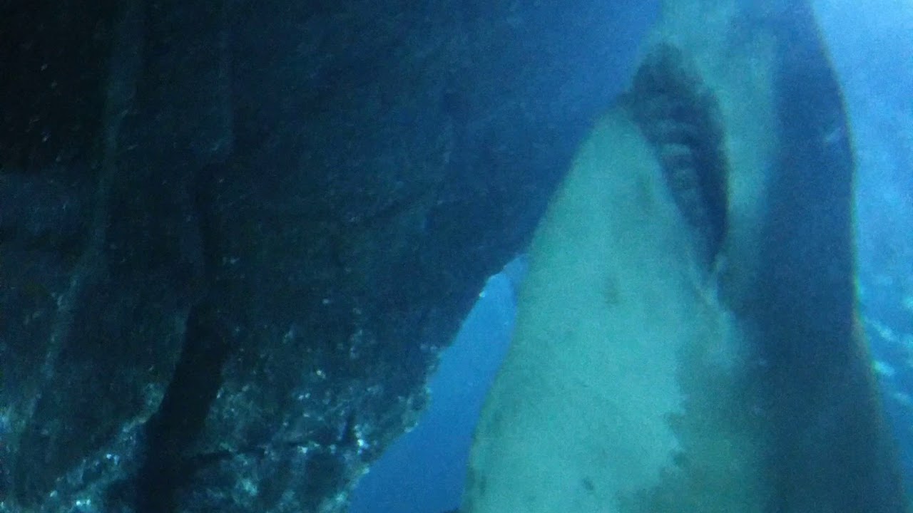 How a shark sounds underwater? - YouTube