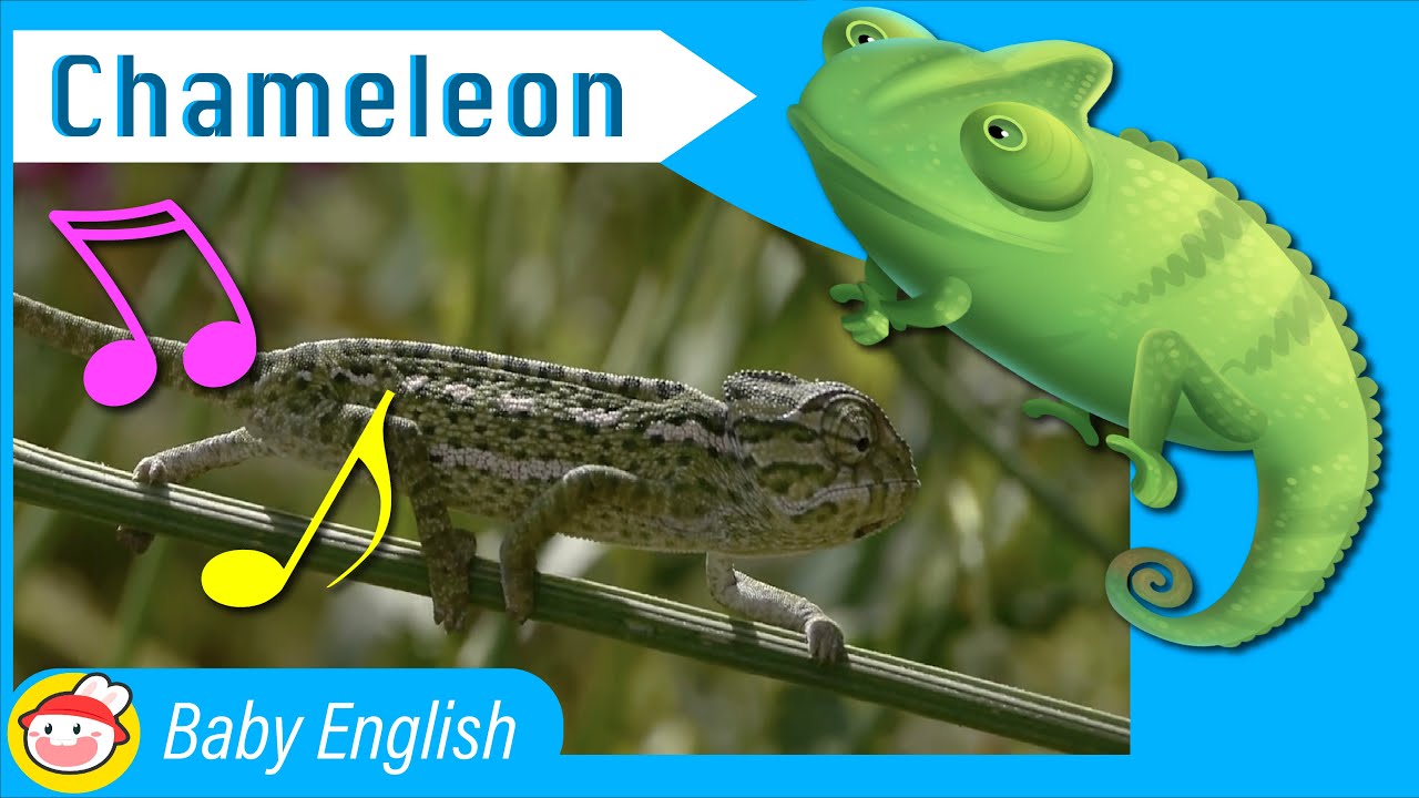 Chameleon | Awesome Animals | Music for Kids - YouTube