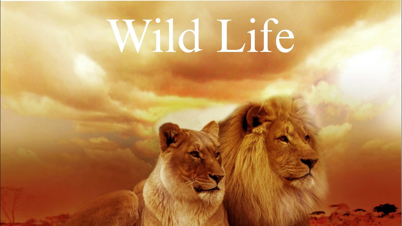 Wild Animals Full HD - Relaxing Full Hd Wildlife Videos With Animal ...