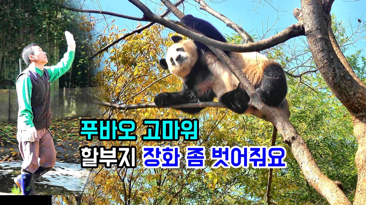 푸바오 바람을 길들인 경이로운 소문 할부지 장화 좀 빌려주세요 231029 Youtube