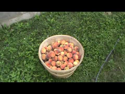 What Website Sells Dwarf Reliance Peach Tree