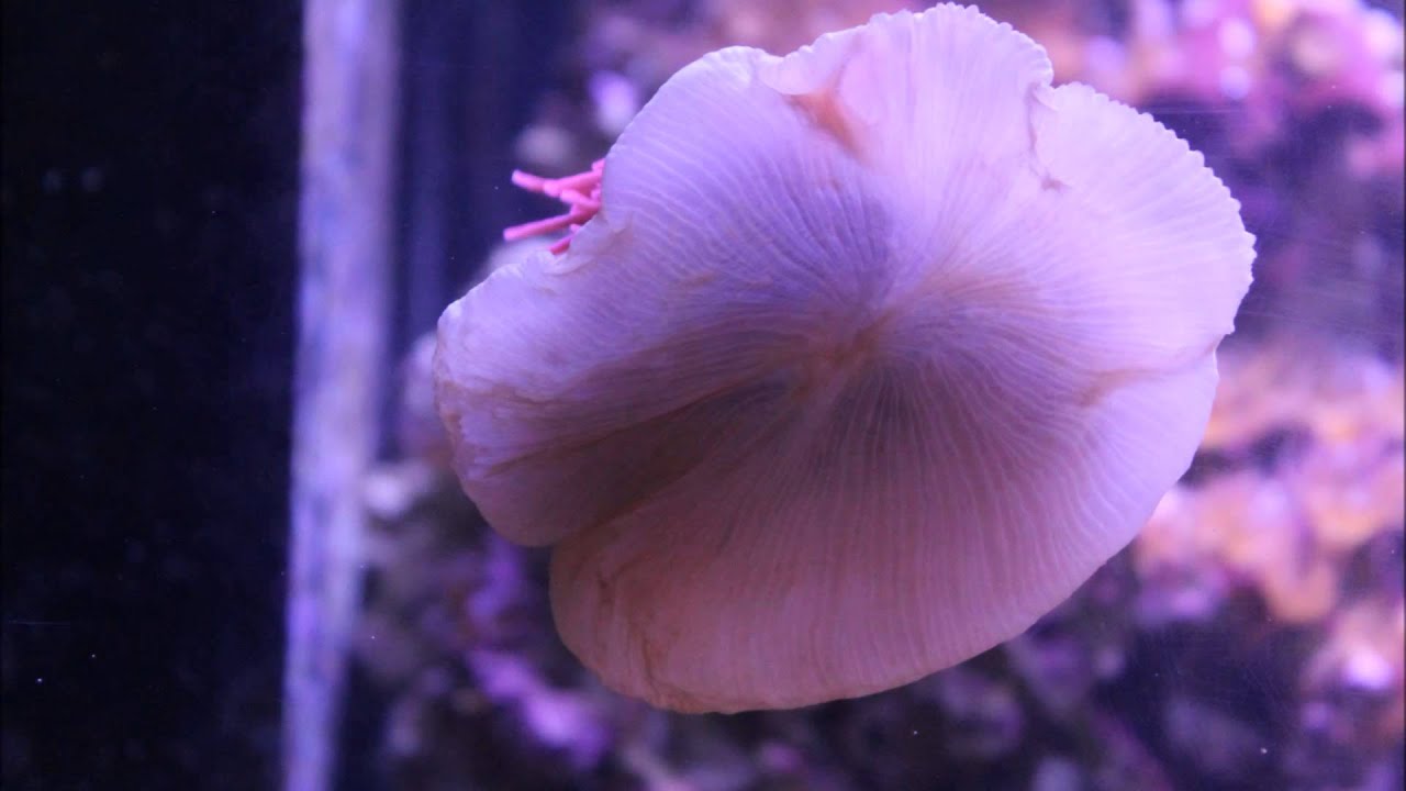 Anemone Moving - YouTube