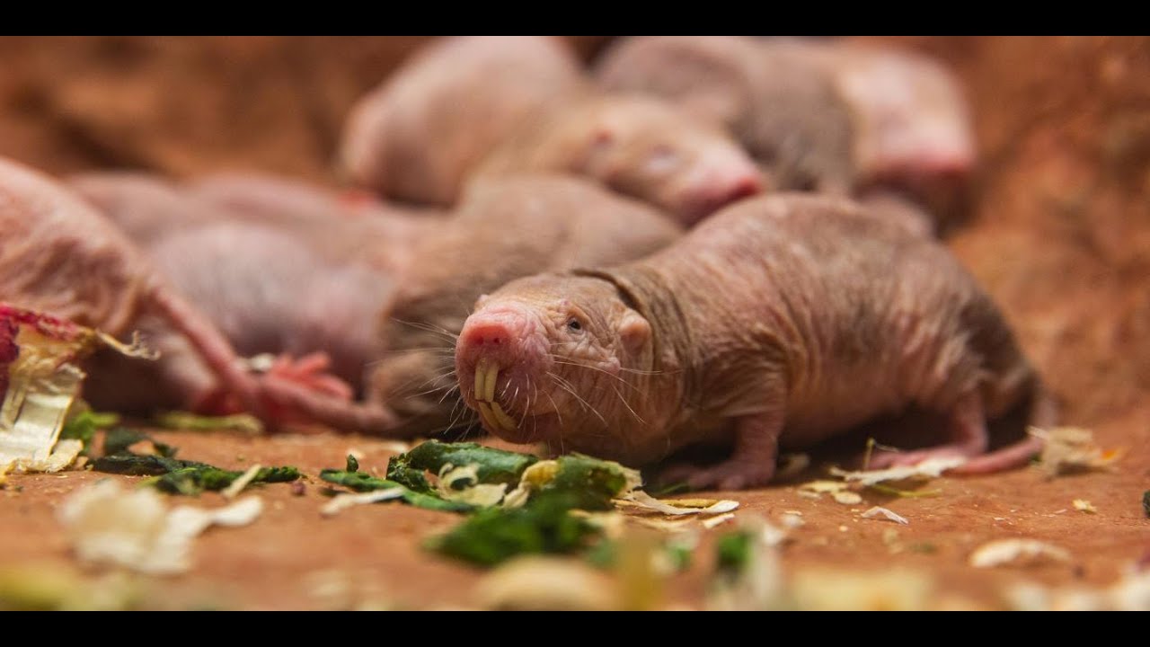 3 Fun Facts about Naked Mole Rats - YouTube