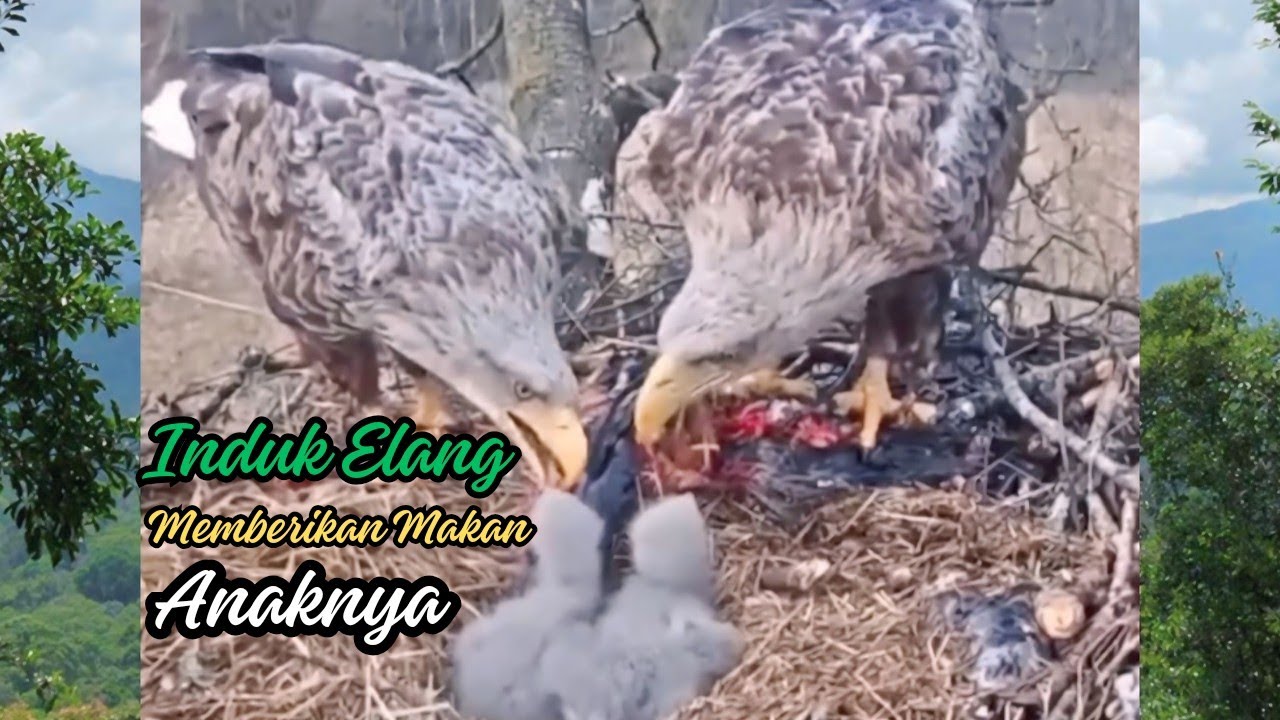 Induk Elang Memberikan Makan Anaknya - YouTube