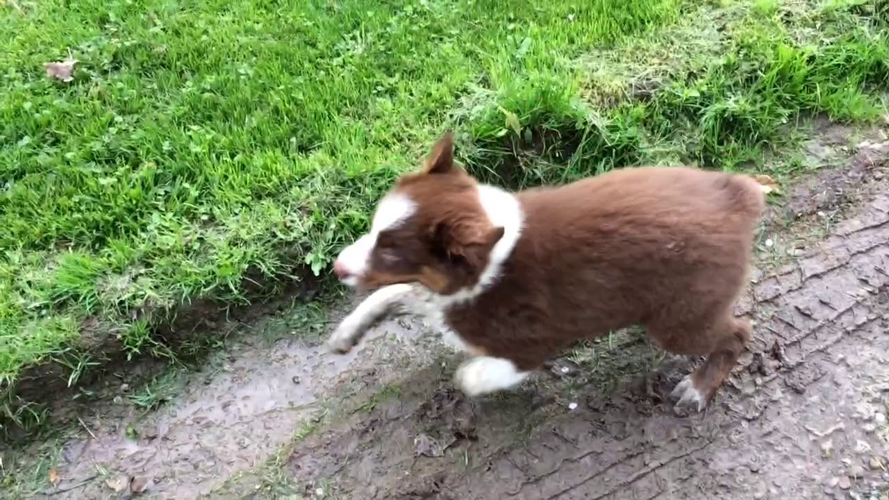 lulu the mud pup - YouTube