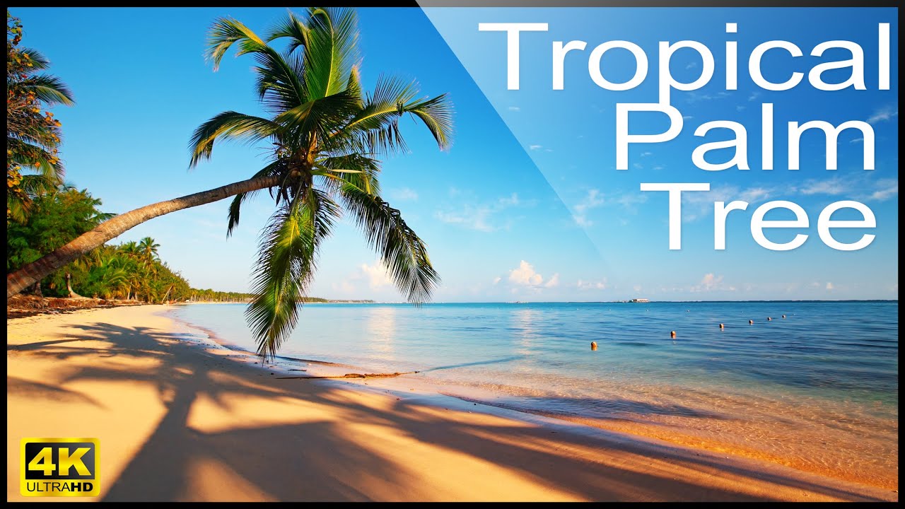 🏝️ Tropical beach and 🌴 palm tree relax video - Relaxing Sounds, Calm ...