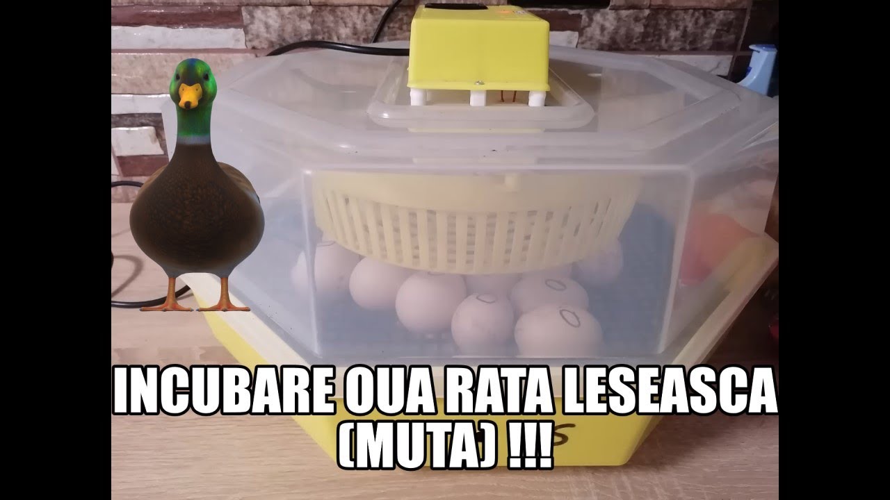 INCUBARE OUA RATA LESEASCA (MUTA) !!!#egg #incubator - YouTube