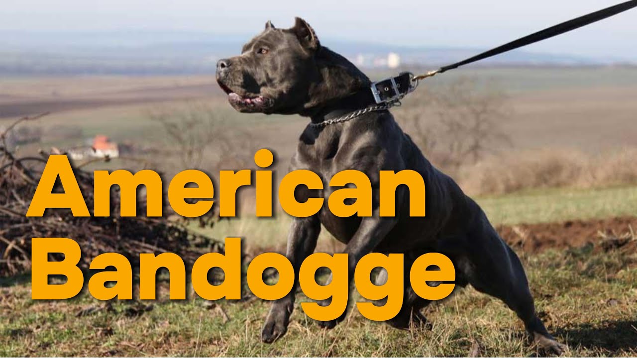 American Bandogge - Bandog #dog #dogbreeds - YouTube