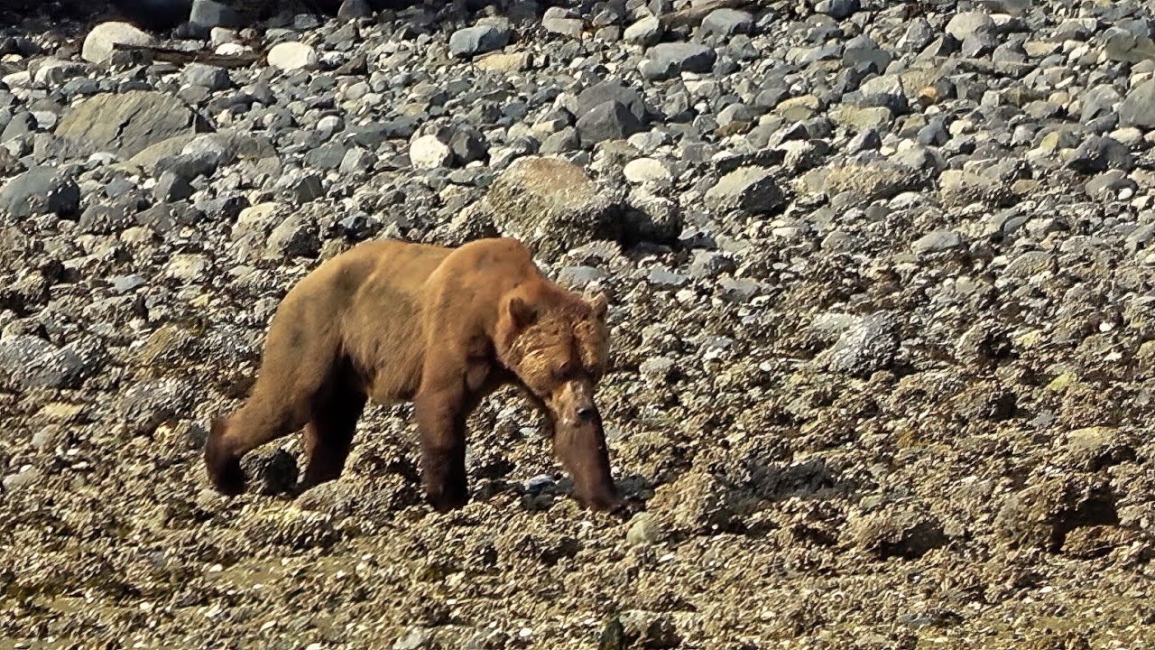 Grizzly Bear Sighting from the Boat - Chatham Channel, BC Coast - YouTube