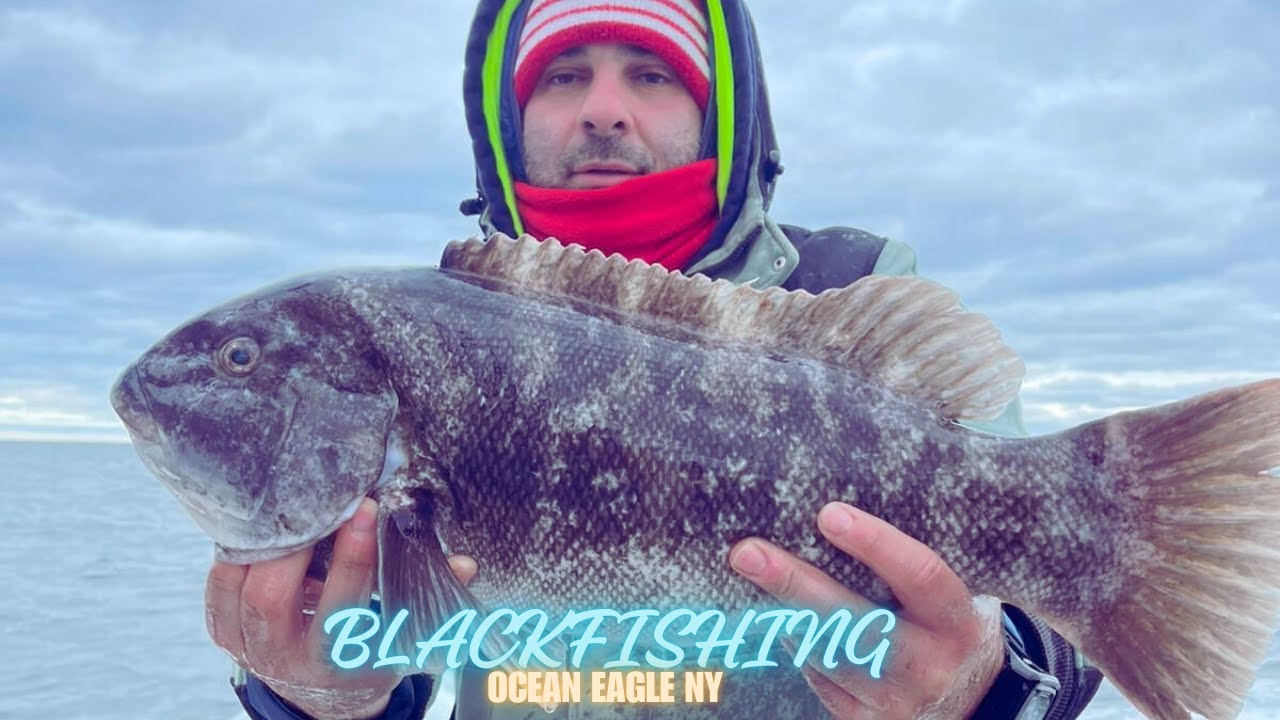 Thrilling Giant Blackfish Deep Wreck Fishing on Ocean Eagle! - YouTube