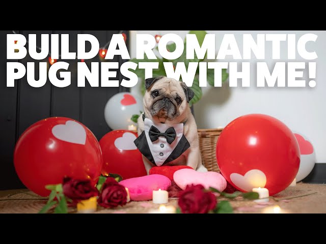 Pug Valentine Memes