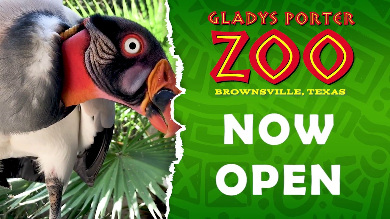 Welcome back to the Zoo! - YouTube