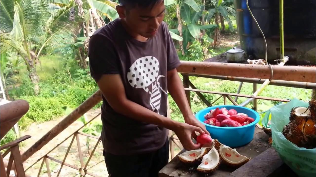 Borneo Red Durian | Sabah | Kuamut | Malaysia | Durian Merah Kuamut ...