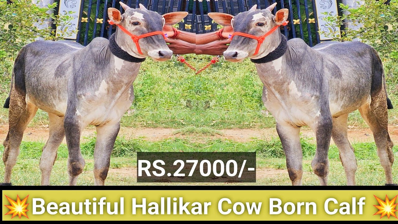 Bull's World Beautiful Hallikar Bull Calf Born to Good Quality Ox🔥 ...