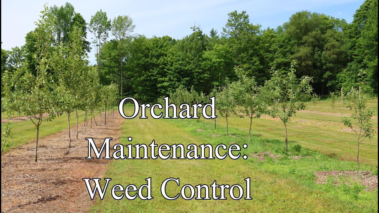 Orchard Maintenance: Weed Control - YouTube