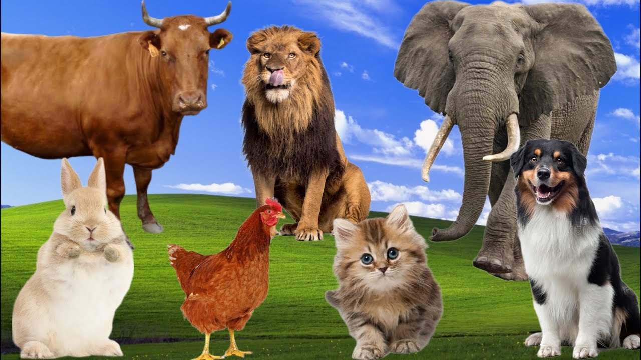 Funny farm animals sounds: Cat, Dog, Chicken, Rabbit, Cow, Lion -Cute ...