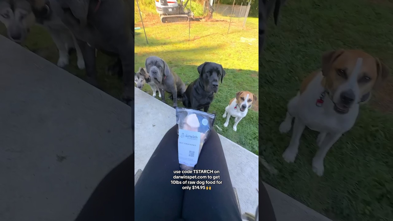 Feeding my 4 dogs beef femur bones 🦴🥩🐶 #dogbones #dogs #beef #carnivore ...