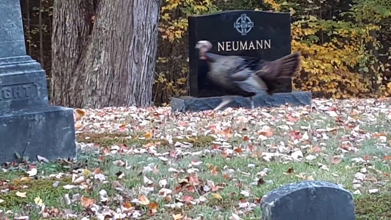 Wild Turkey Circles Gravestone - YouTube