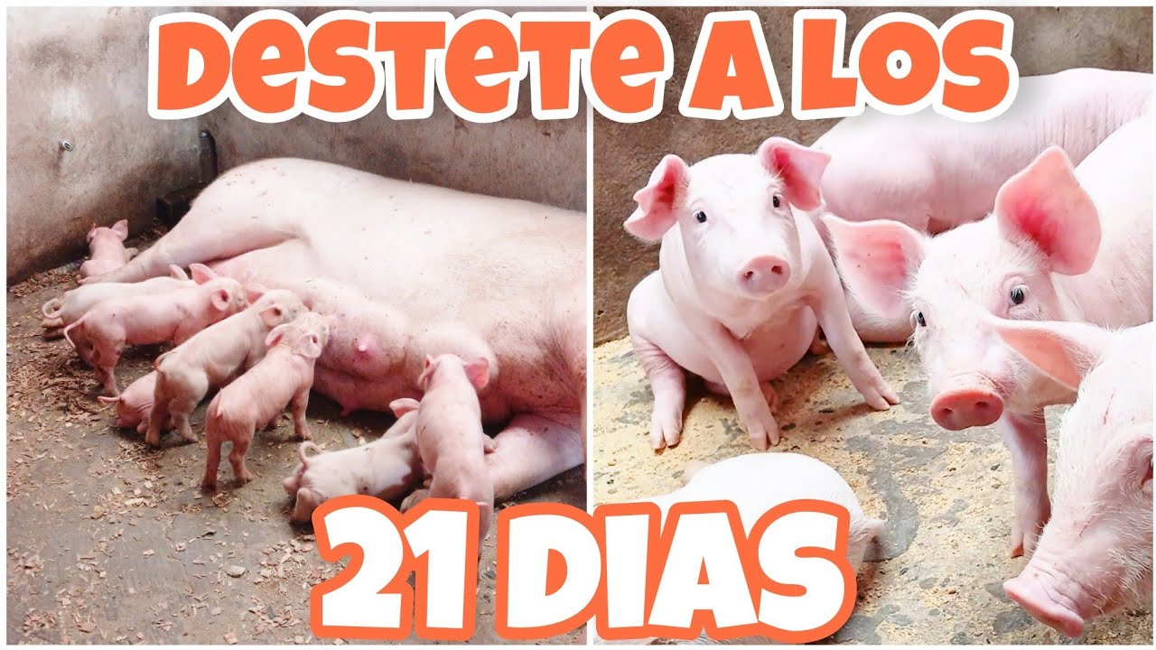 Cómo lograr un🍼 DESTETE EXITOSO🍼 a los 21 dias de vida de los LECHONES ...