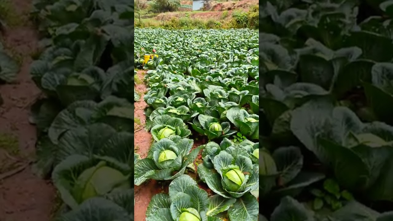 cabbage cultivation in ooty - YouTube