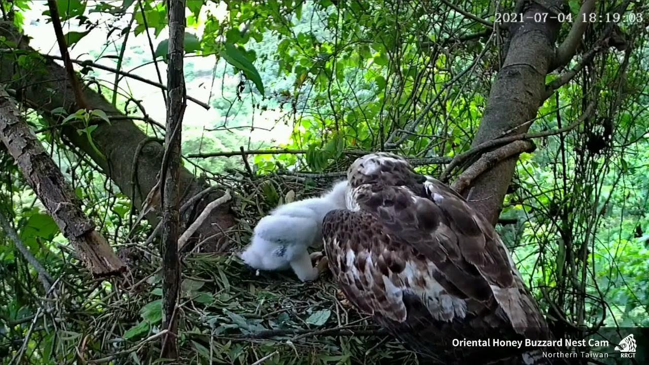 東方蜂鷹巢 Oriental Honey Buzzard - 誰說我不會上廁所的？The Poop 20210704 - YouTube