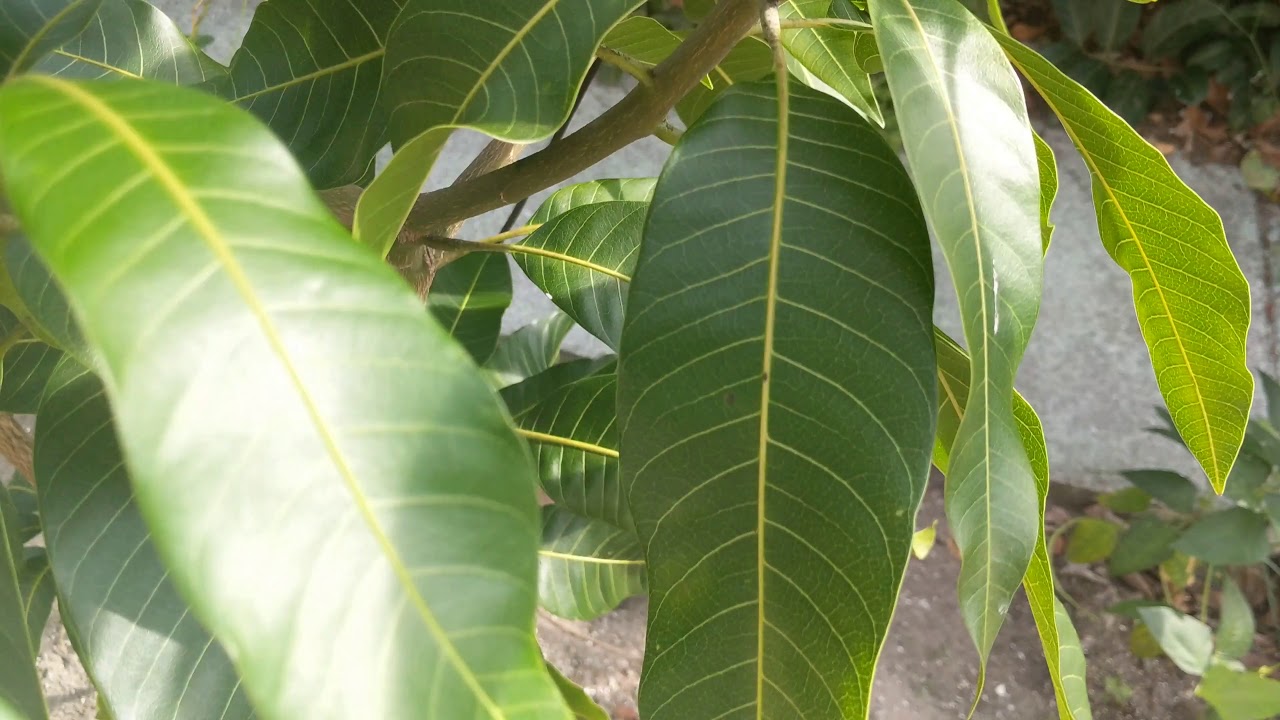 Cotton candy mango tree UPDATE! - YouTube