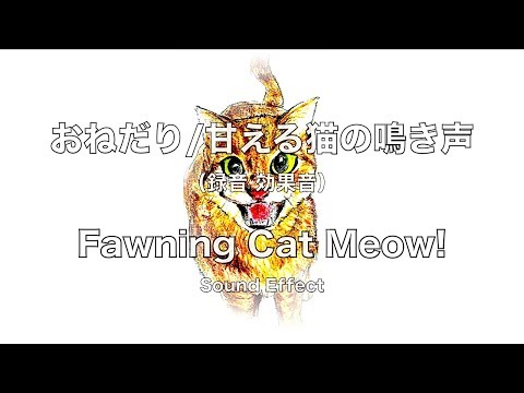 おねだり/甘える猫の鳴き声（録音 効果音） Fawning Cat Meow Sound Effect