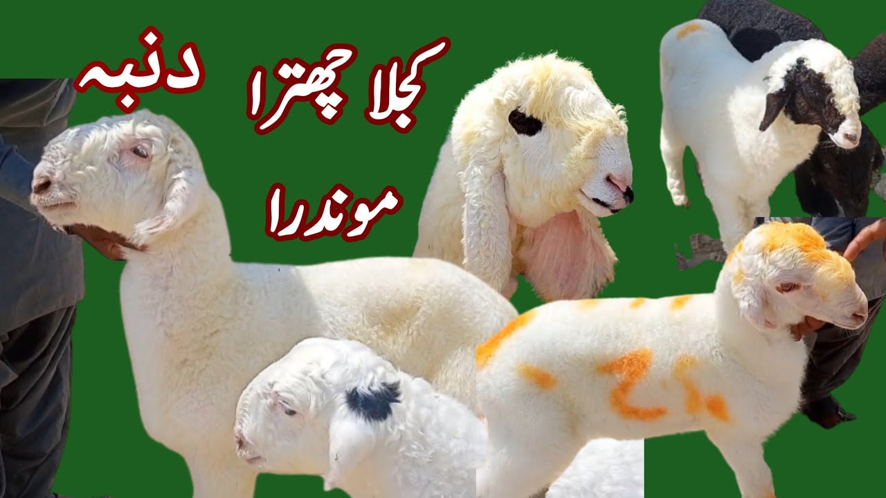 Kajla Chatra | Mundra Dumba | Bakra Mandi Ke Dumbay Or Kajlay - YouTube