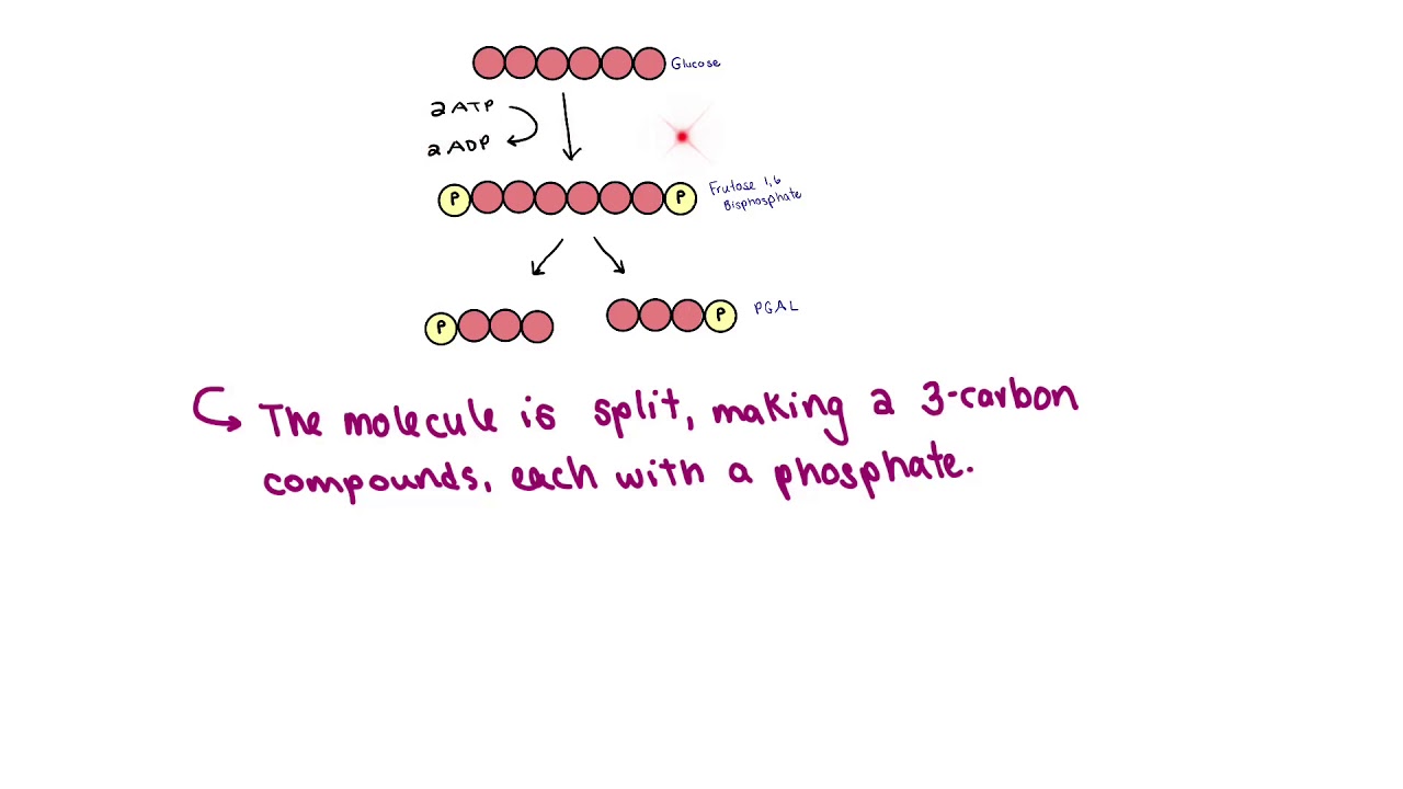 Glycolysis and the Link Reaction - YouTube
