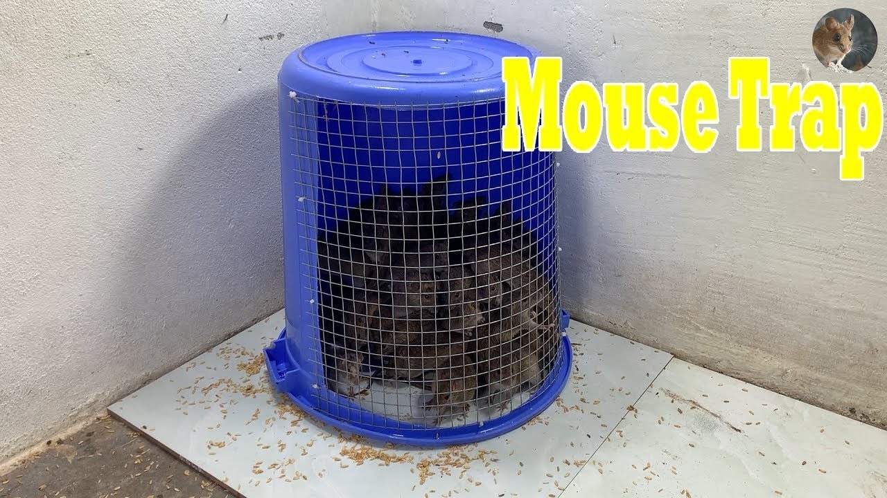 Effective mouse trap, trap a swarm of rats quickly, mouse trap with a ...