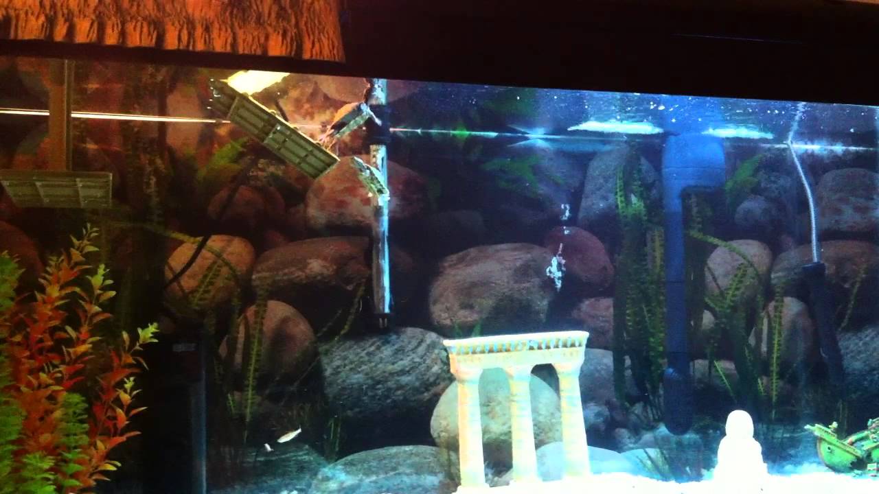 Check the BEST turtles tank in HD! - YouTube