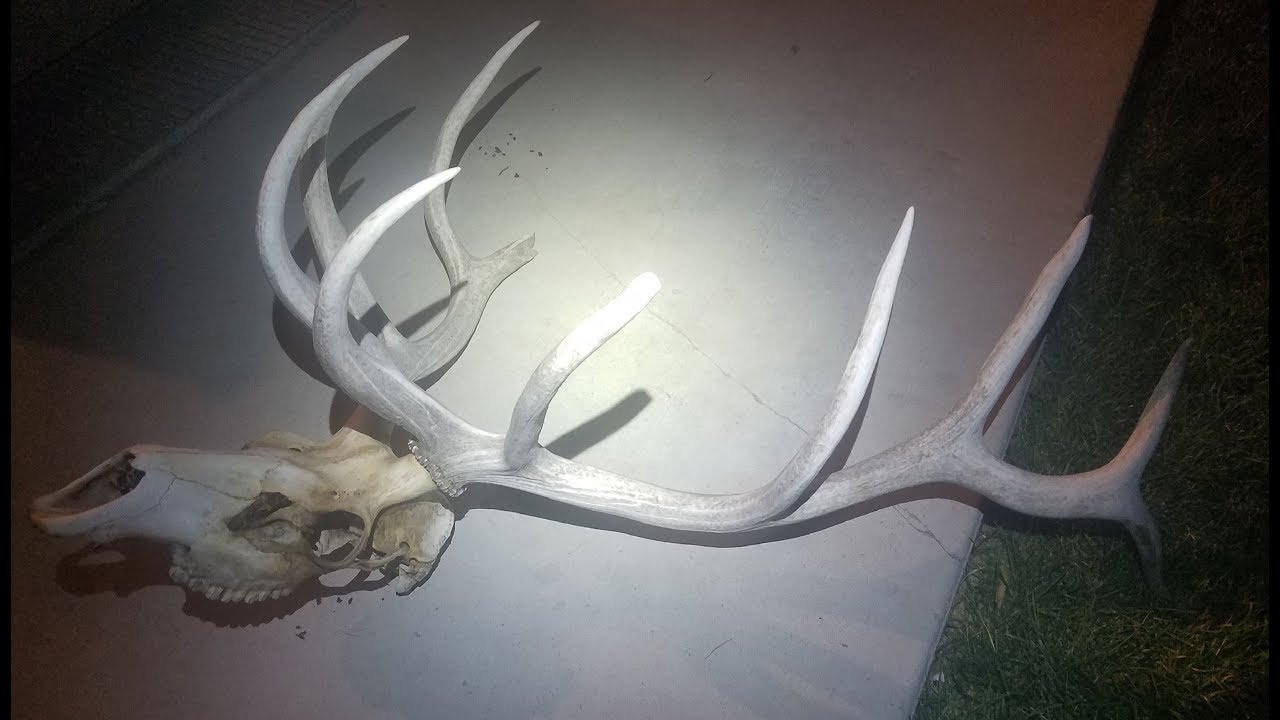 Bull Elk Deadhead Recovery - Nimrod Outdoors - YouTube