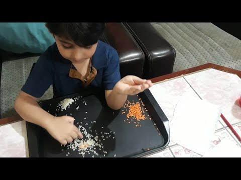 Mercimek ile Pirinç Ayıklama- Okul Öncesi Etkinlik
