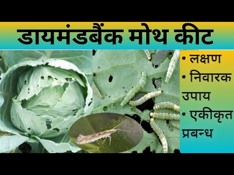 गोभी में डायमंडबैंक मोथ कीट से छुटकारा| Diamondback Moth Pest Control ...