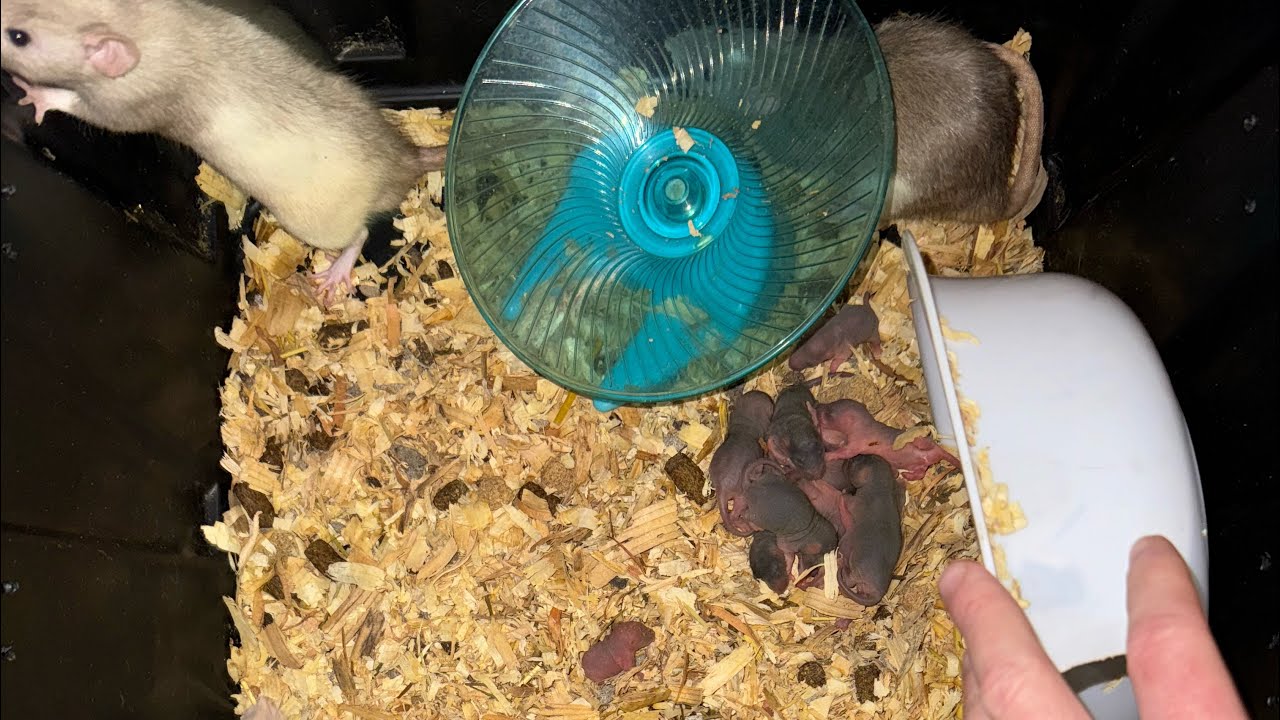 DIY inexpensive rat breeding setup - easy to do and maintain! Part 1 ...