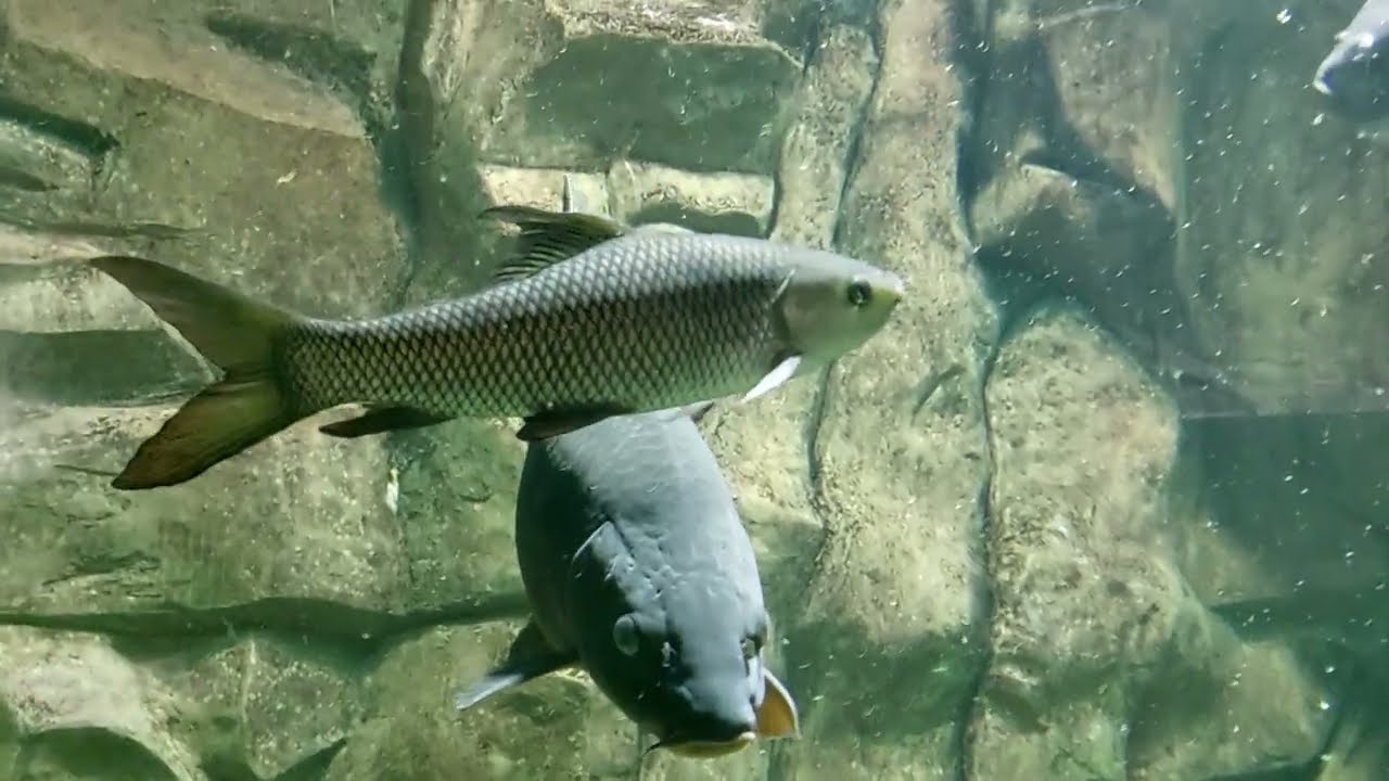 Grass Fish 🐟 and Iridescent Shark 🦈 Fish - YouTube