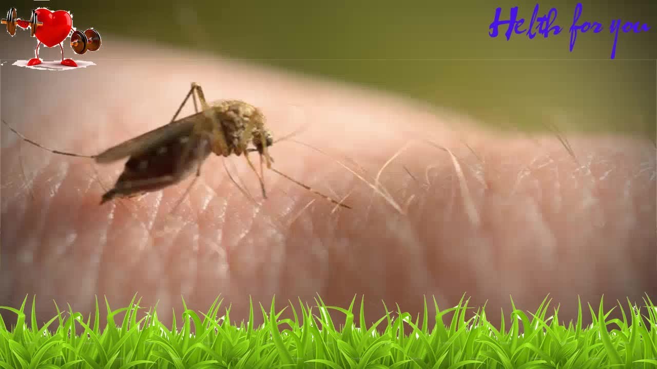 Saúde - Oncocercose - o que é, sintomas e como é feito o tratamento ...