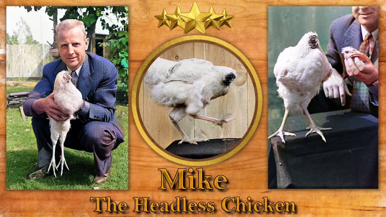 Mike - The Headless Chicken | Did You Know | Too Good To Be True ...