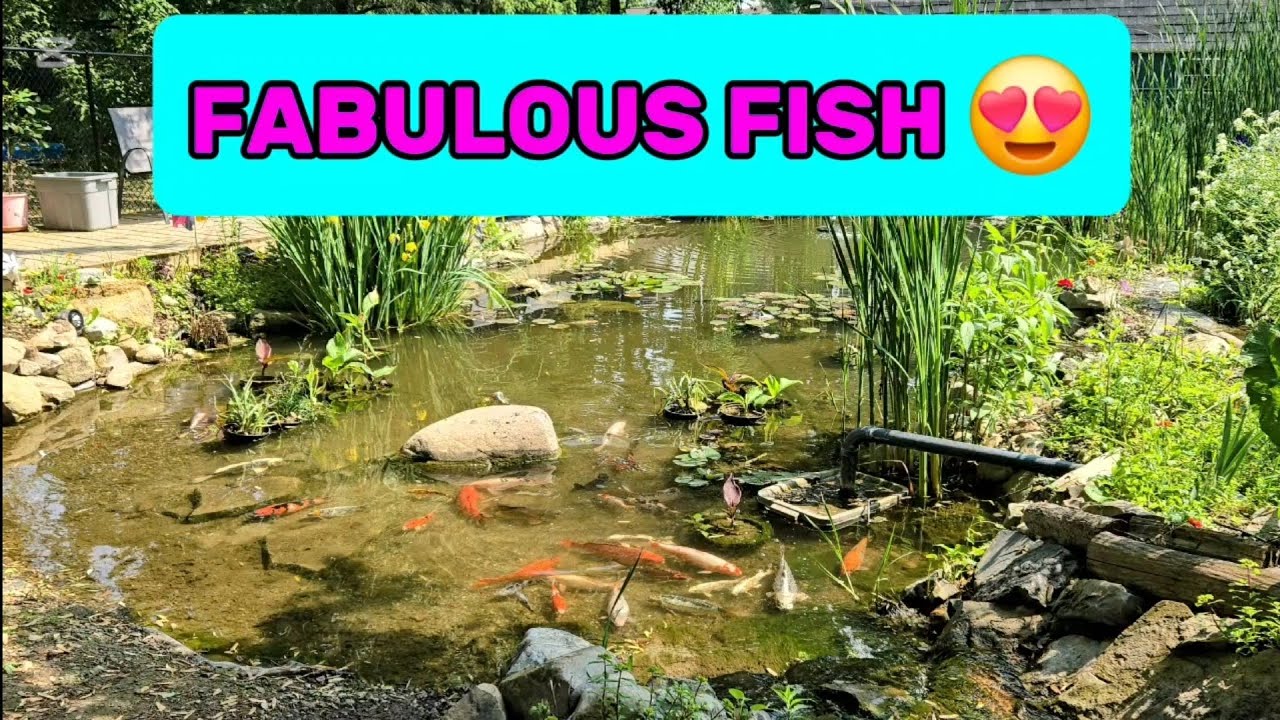 🐠 FABULOUS FISH ON FULL DISPLAY!! 😍🔥🐟 #ponds #fabulous #fish #koi # ...