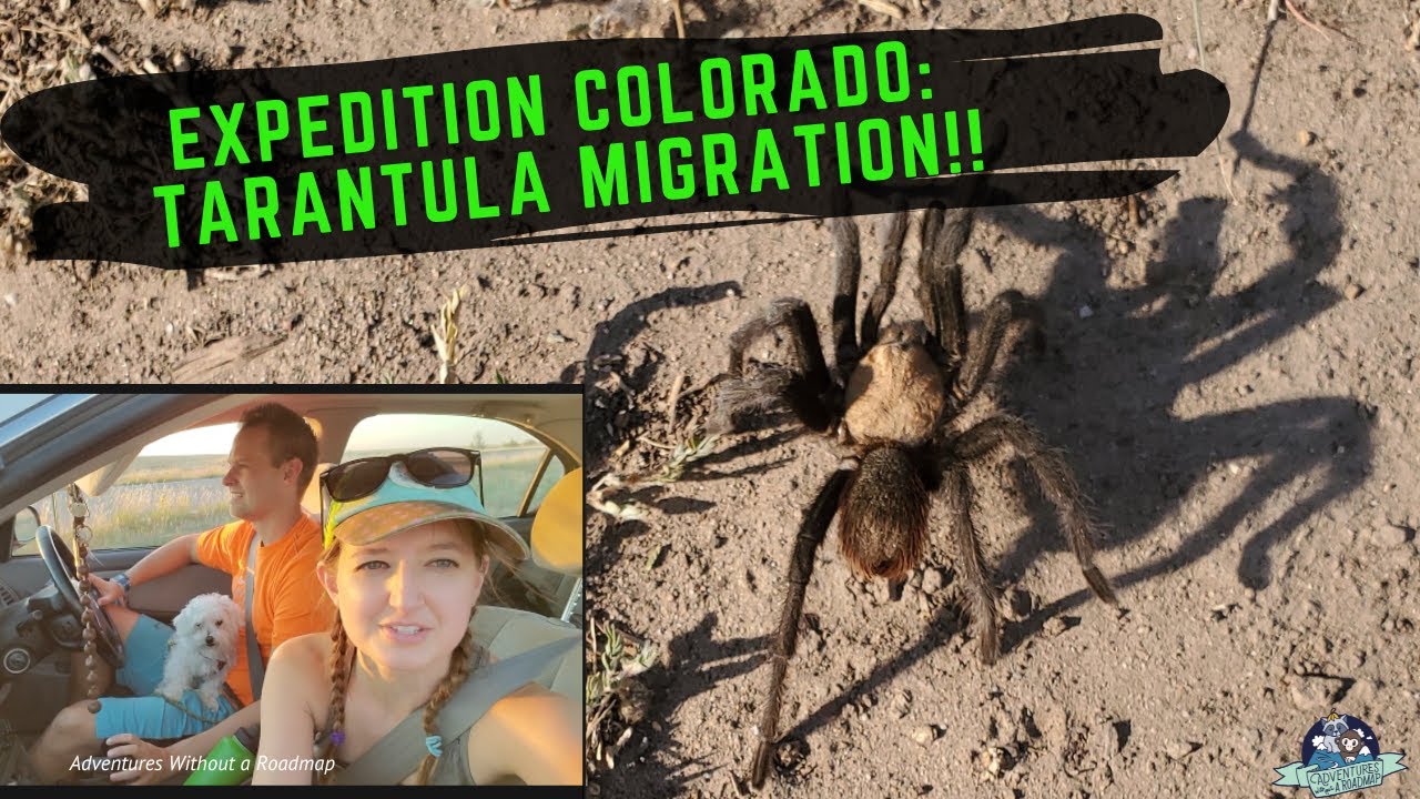 Expedition Colorado! Tarantula Migration - YouTube
