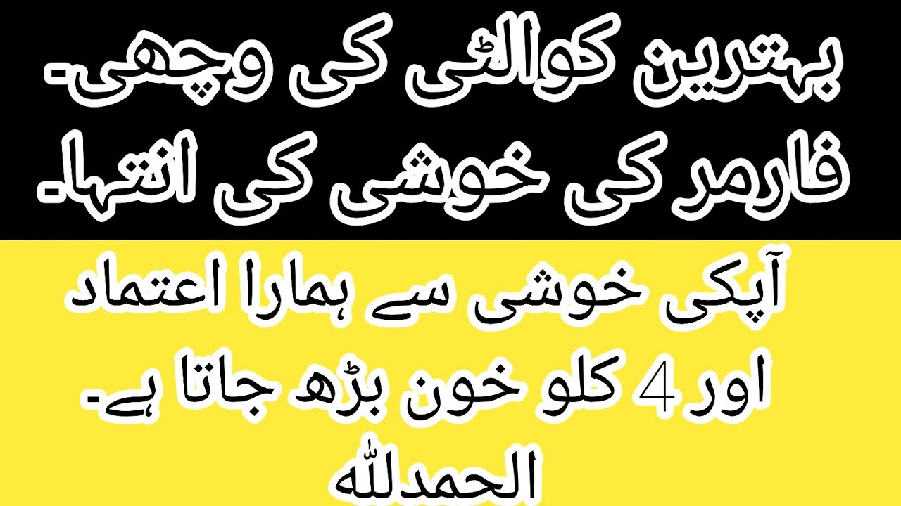 Envy best results II Beautiful crossbred calf - YouTube