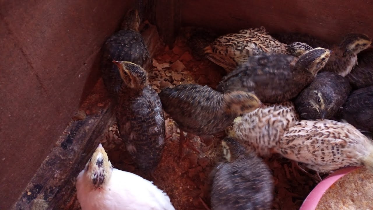 codorna gigante com 20 dias - YouTube