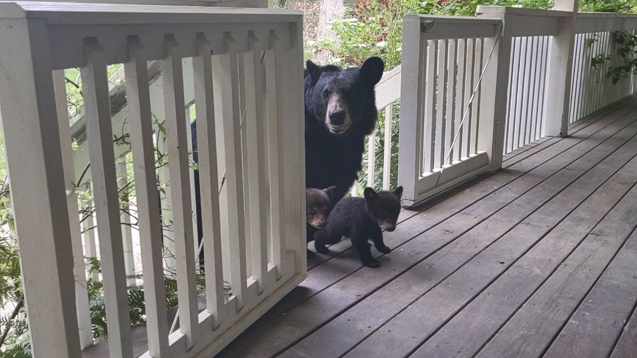 OMG! BEAR SIMONE BROUGHT HER FIRST CUBS! - YouTube