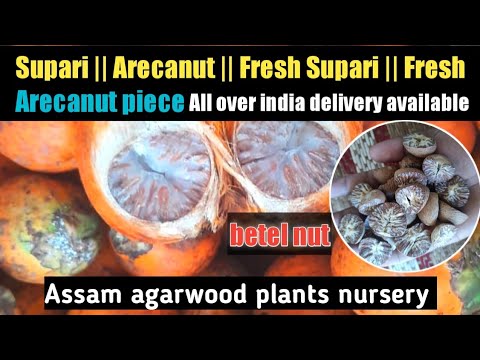 Supari || Dry Supari || Dry Arecanut || Kacha Supari || dry arecanut ...
