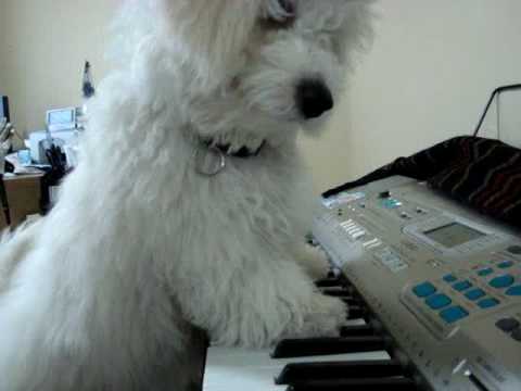 Bichon Frise puppy playing the piano - YouTube