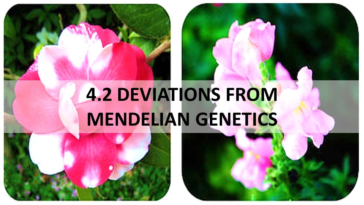 4.2 Deviations from Mendelian Genetics Part 2 with Mdm Suhaila - YouTube